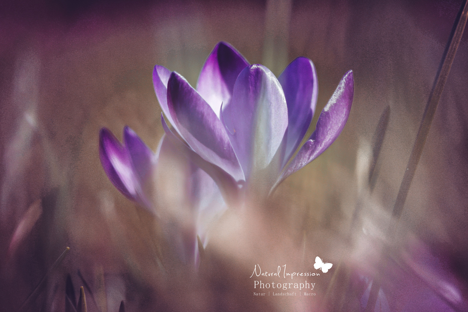 Krokuss Foto & Bild | jahreszeiten, frühling, fotos Bilder auf ...