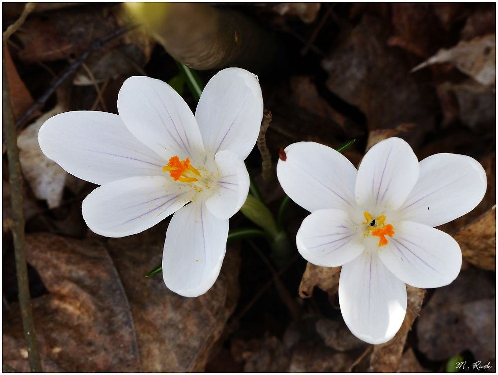 Krokuss Blüten , 03 Foto & Bild | pflanzen, pilze & flechten, natur ...