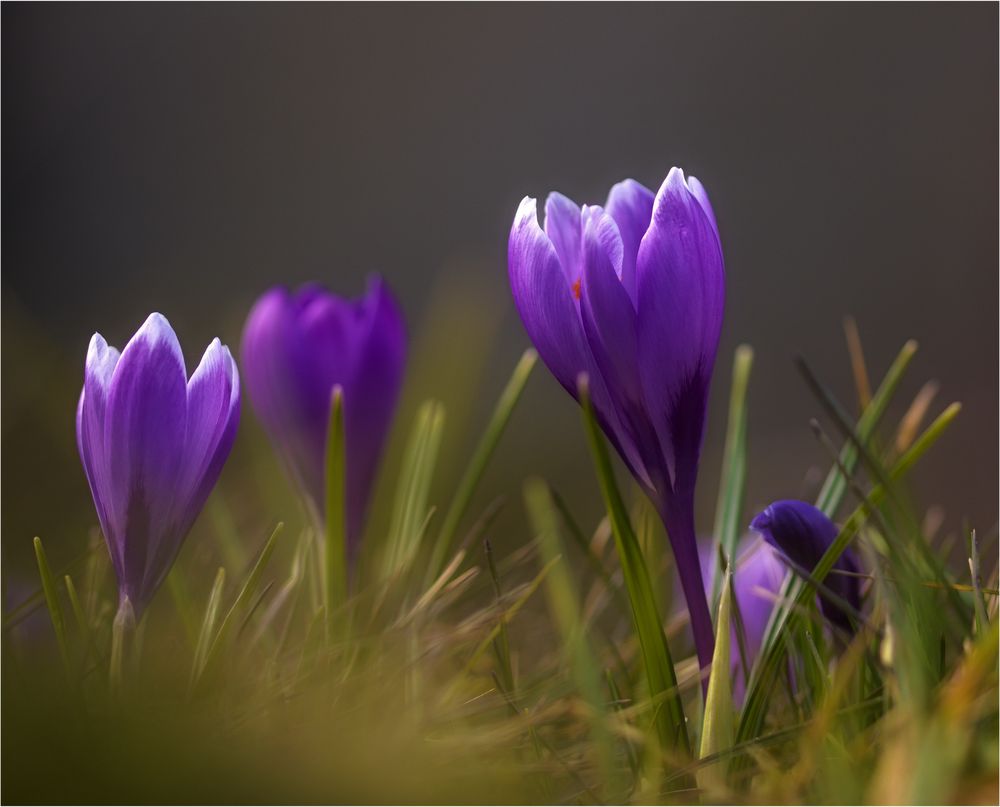 Krokuss Foto & Bild | fotos, makro, grün Bilder auf fotocommunity