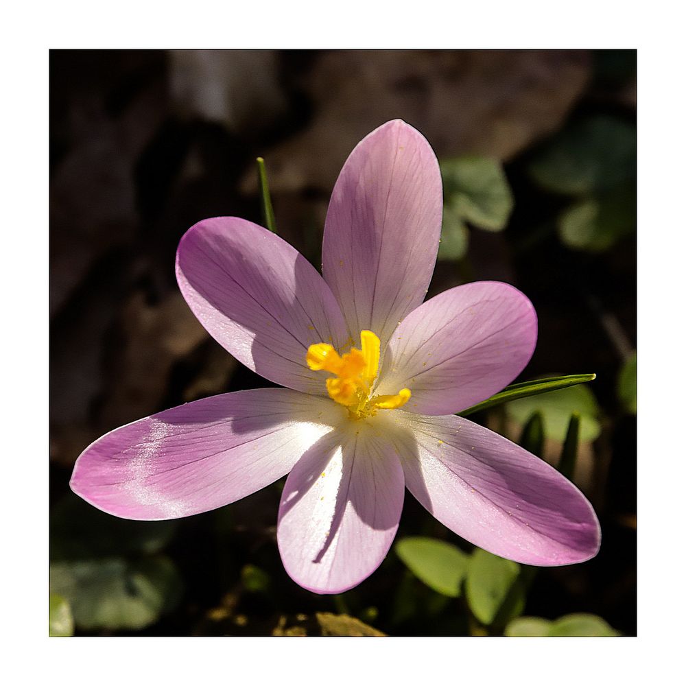 Krokuss im Quatrat Foto & Bild | winter, licht, natur Bilder auf ...