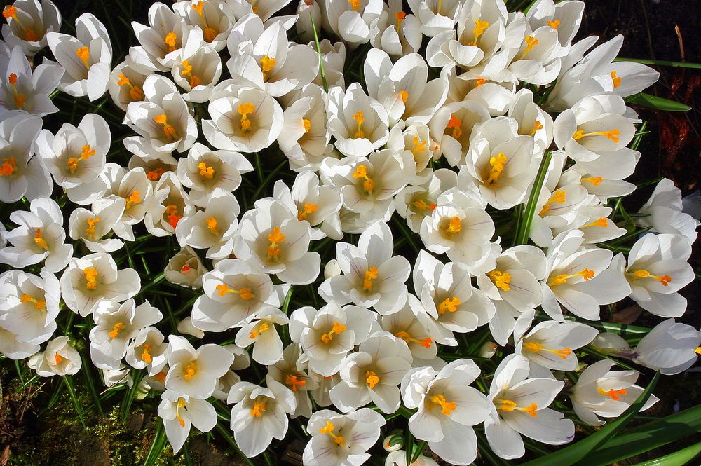 Krokuss satt....! Foto & Bild | makro, frühling, natur Bilder auf ...