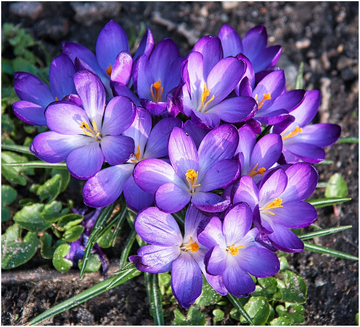 Krokusse Foto & Bild | frühling, jahreszeit, natur Bilder auf fotocommunity