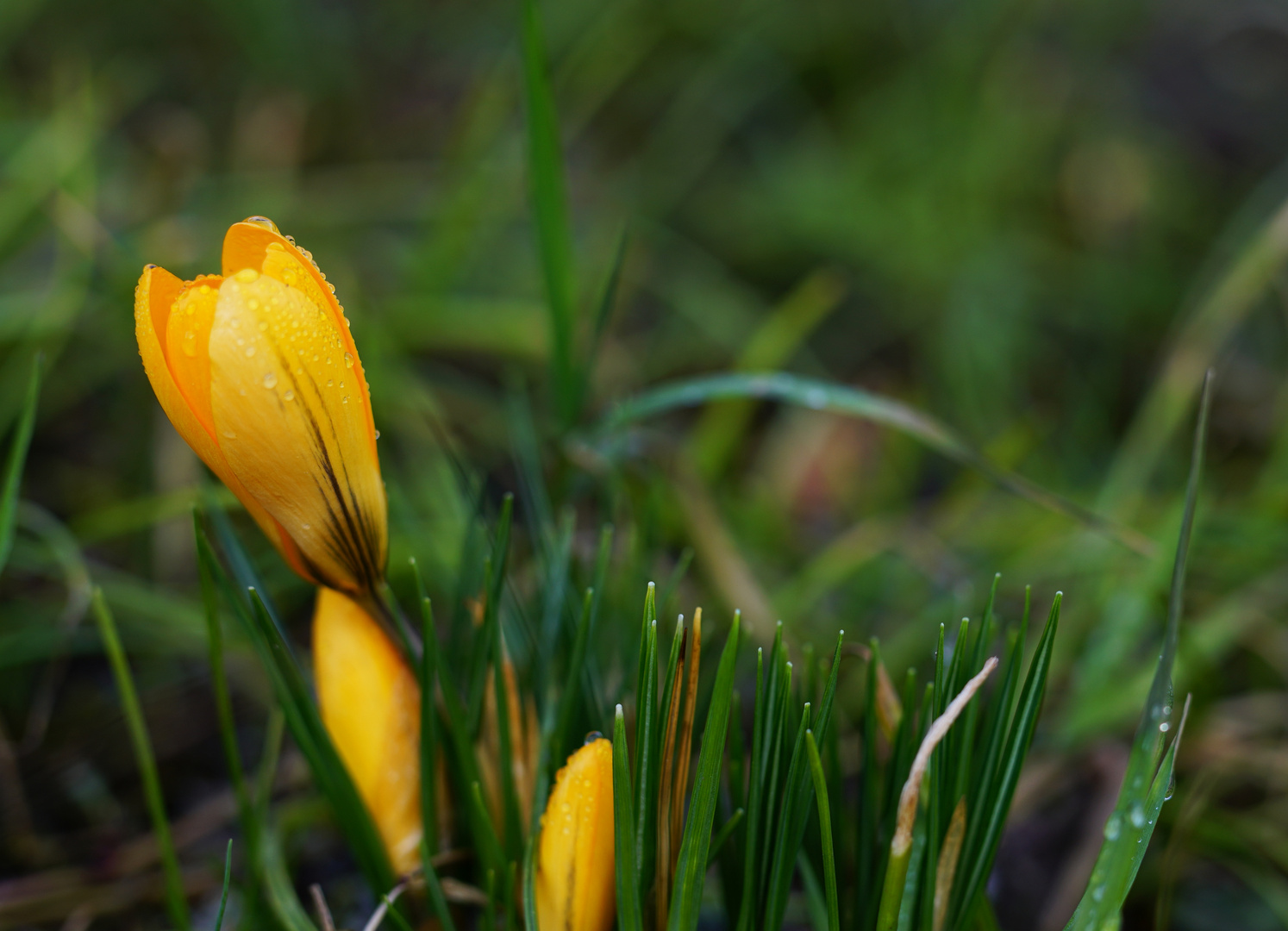 Krokusse. Foto & Bild | fotos, natur, krokusse Bilder auf fotocommunity
