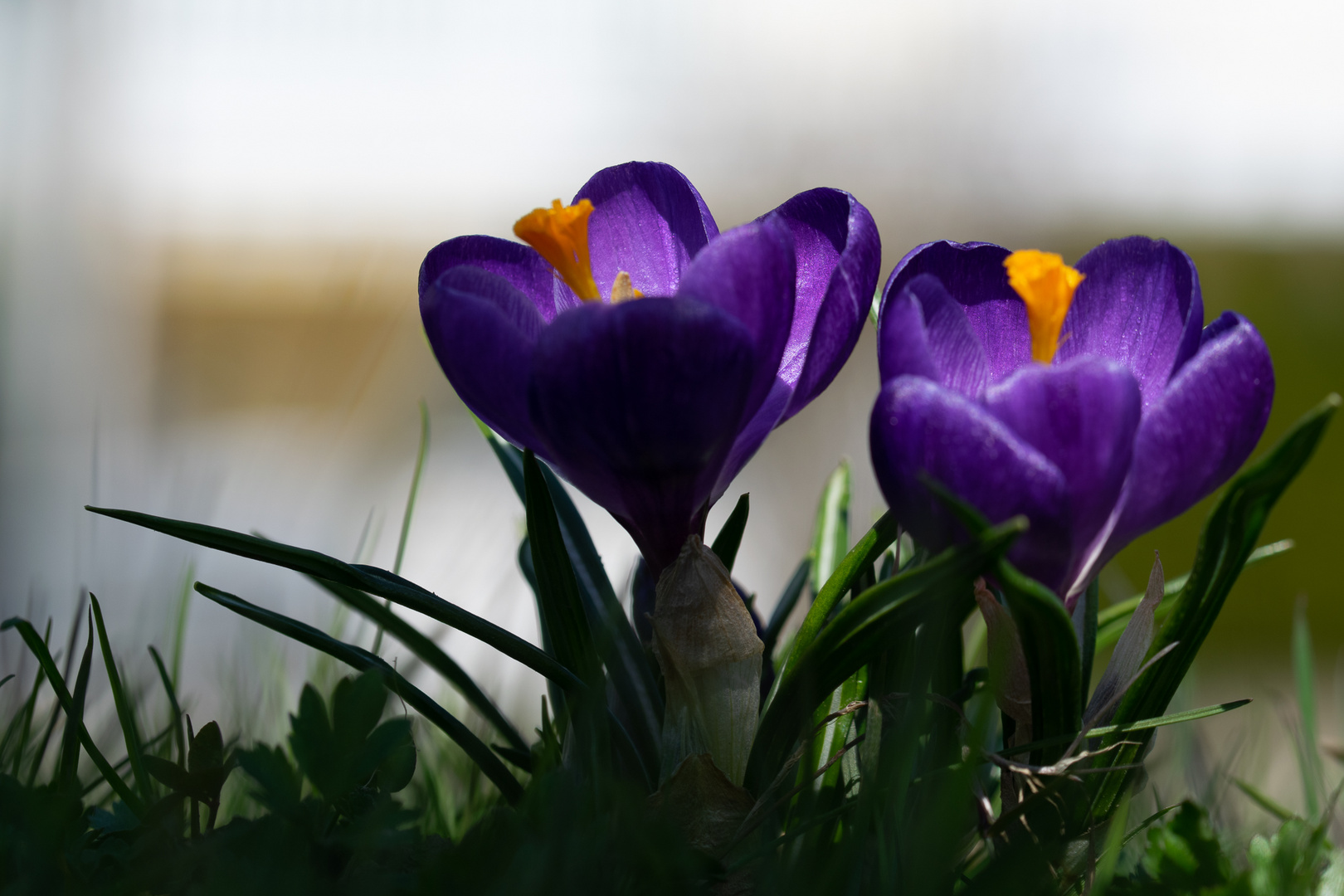 Krokusse Foto & Bild | natur, krokus, pflanzen Bilder auf fotocommunity