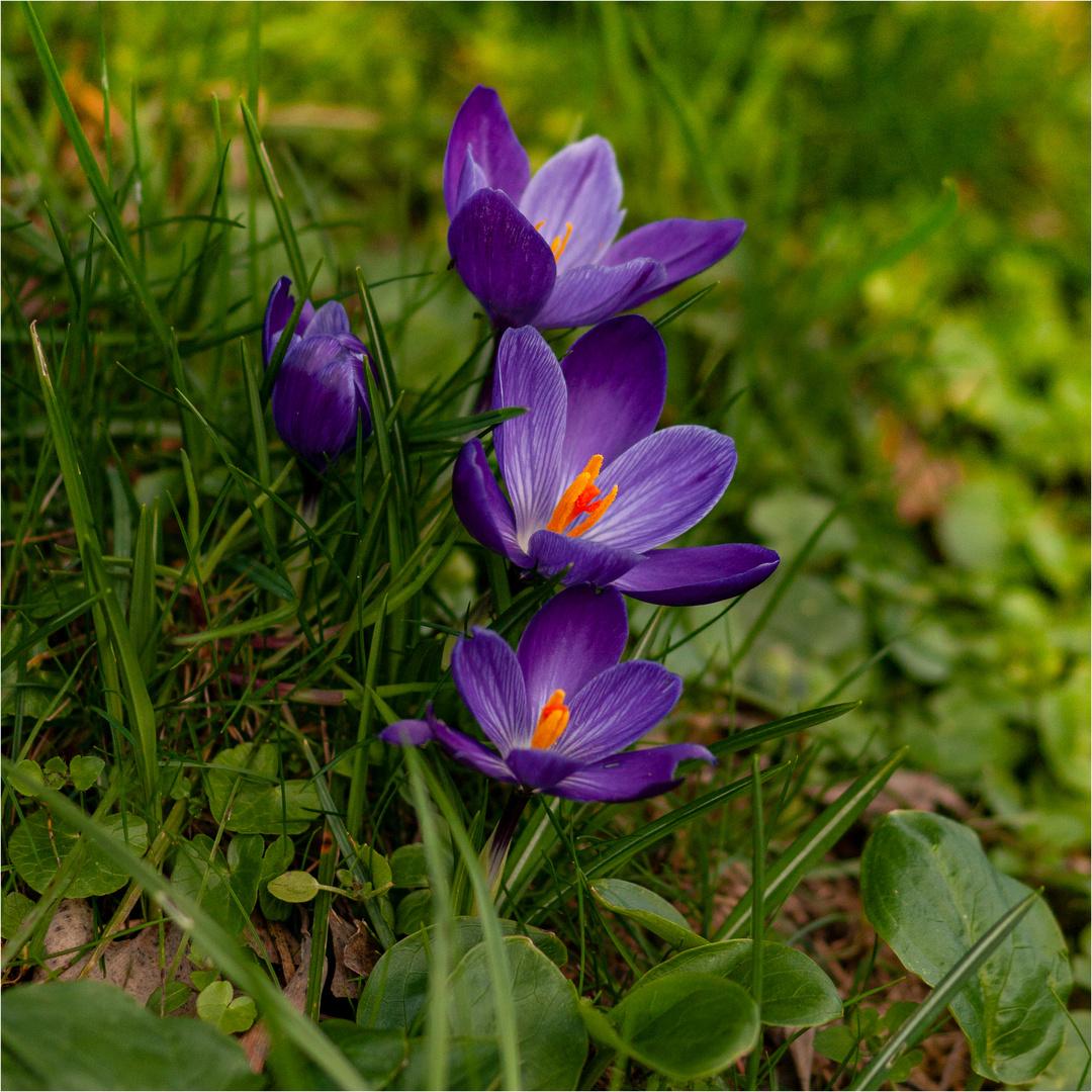 Krokusse Foto & Bild | frühling, natur, krokusse Bilder auf fotocommunity