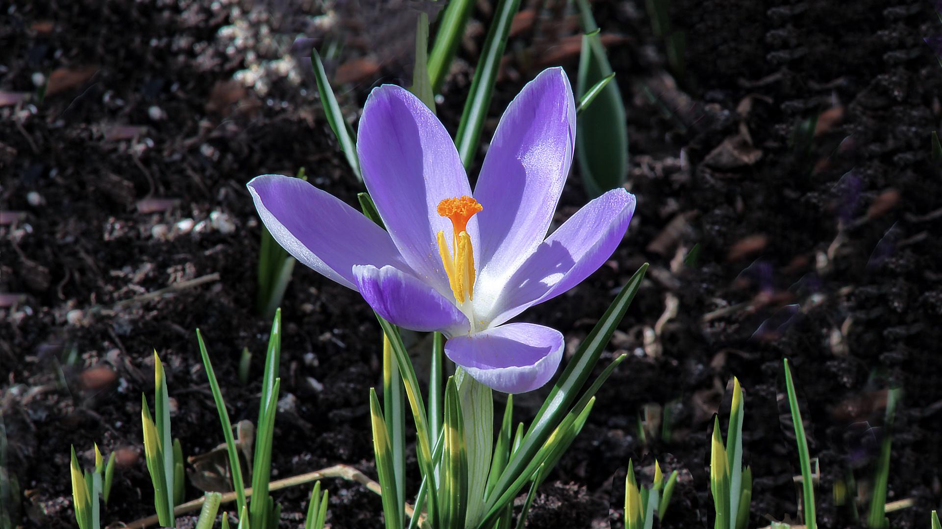 Krokusse Foto & Bild | nature, spezial, macro Bilder auf fotocommunity