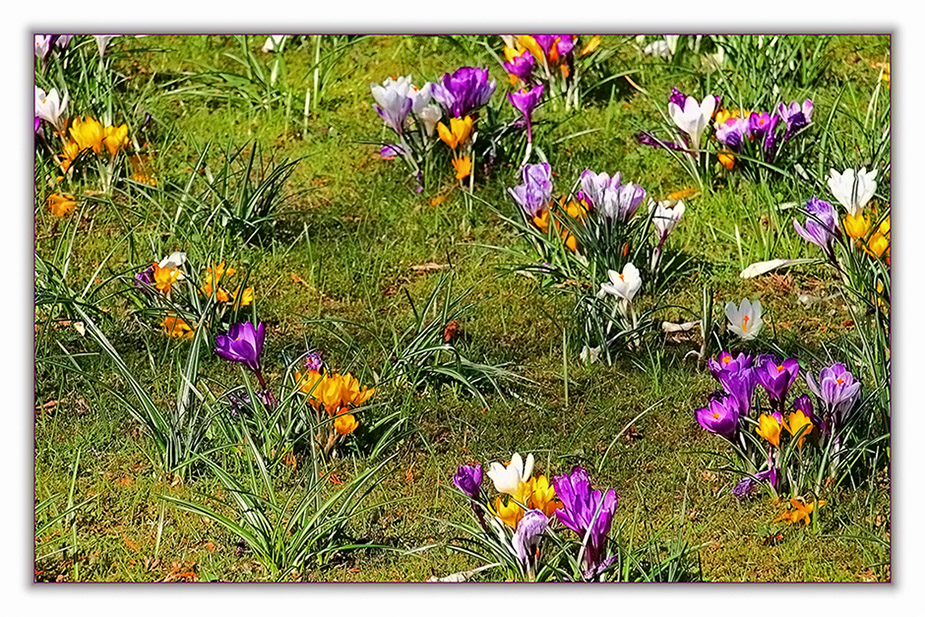 Krokusse Foto & Bild | jahreszeiten, frühling, natur,blüten, sonst ...