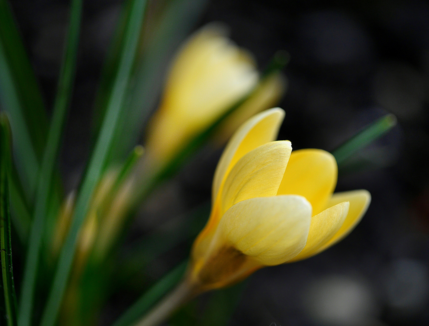 "Krokusse " Foto & Bild | frühling, natur, jahreszeiten Bilder auf ...