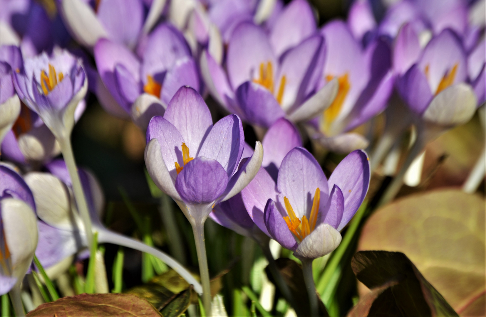 Krokusse Foto & Bild | pflanzen, pilze & flechten, landschaft, blüten ...