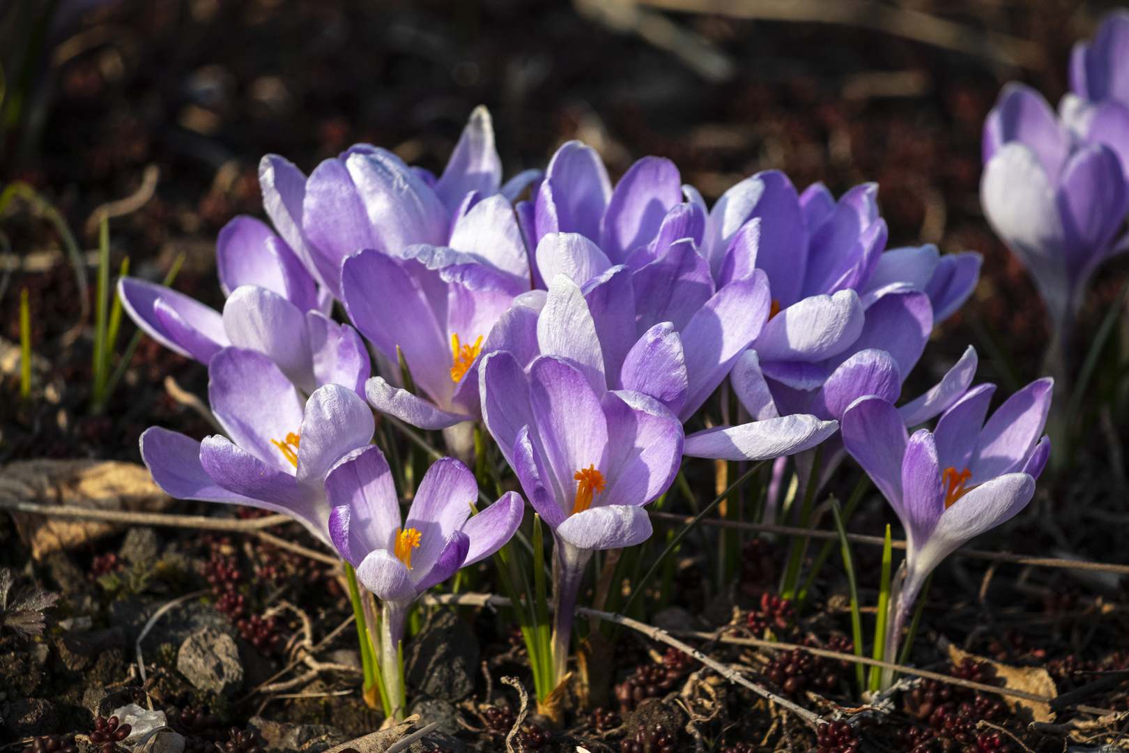 Krokusse Foto & Bild | jahreszeiten, frühling, projekte Bilder auf ...