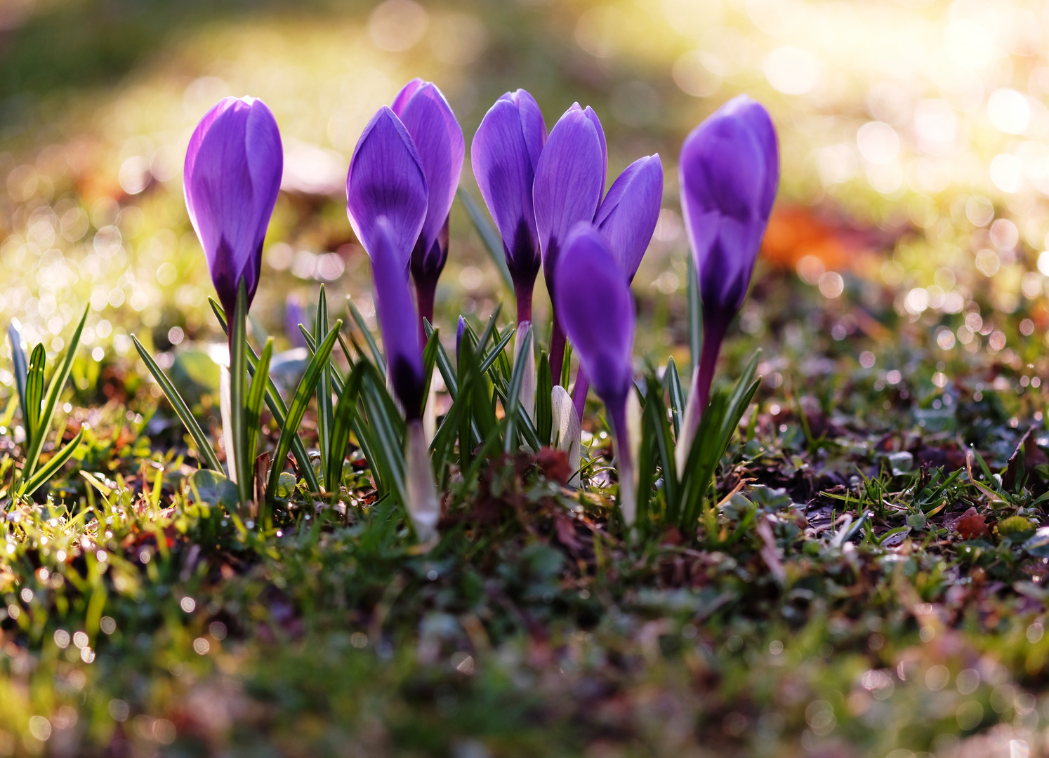 Krokusse Foto & Bild | jahreszeiten, frühling, natur Bilder auf ...