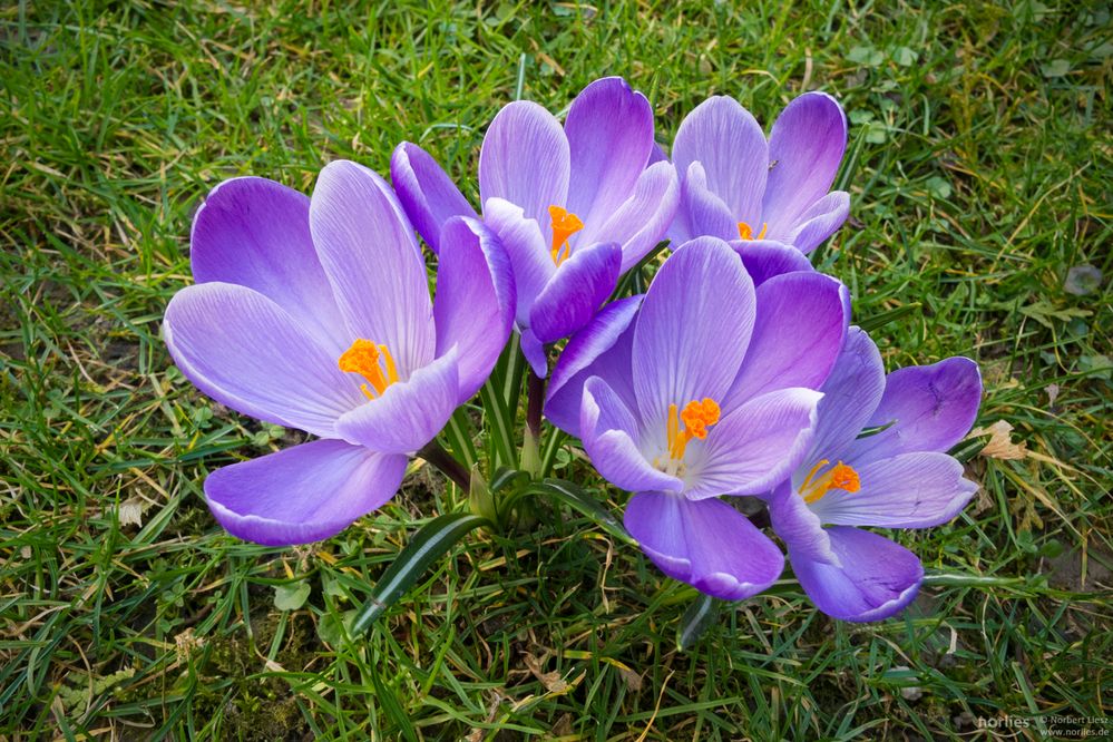 Krokusse Foto And Bild Pflanzen Pilze And Flechten Blüten