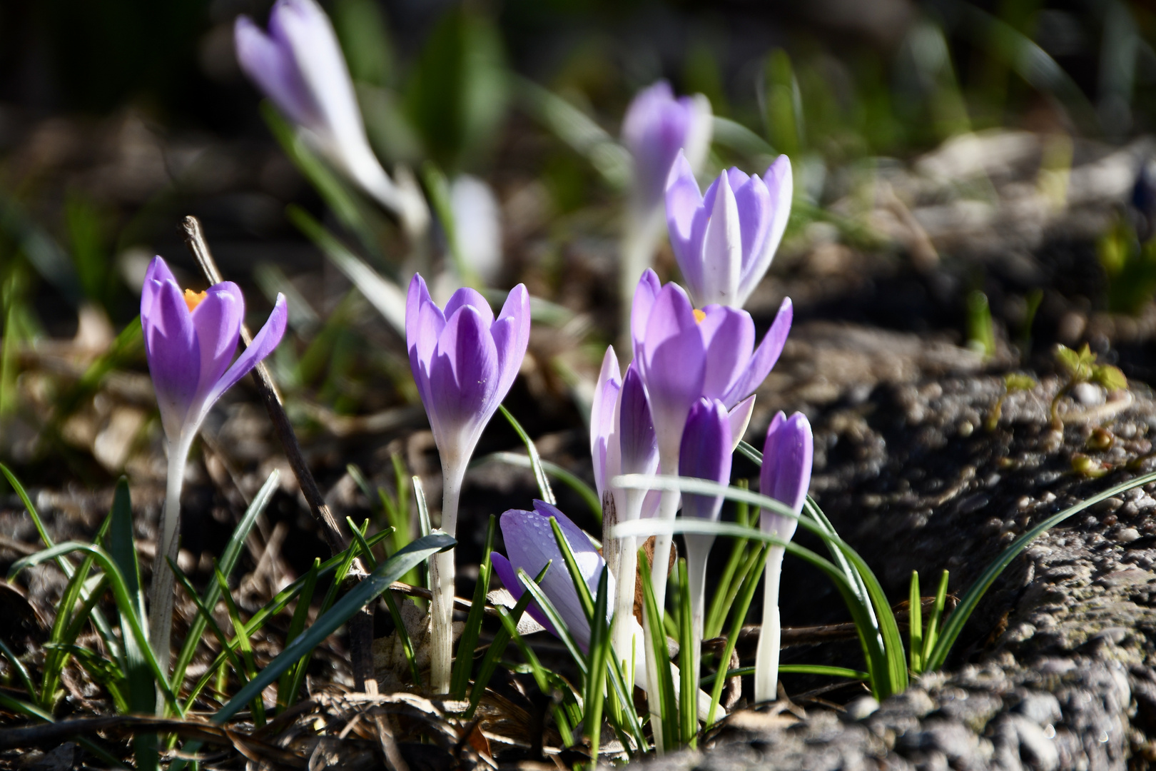 Krokusse Foto & Bild | fotos, sonne, winter Bilder auf fotocommunity