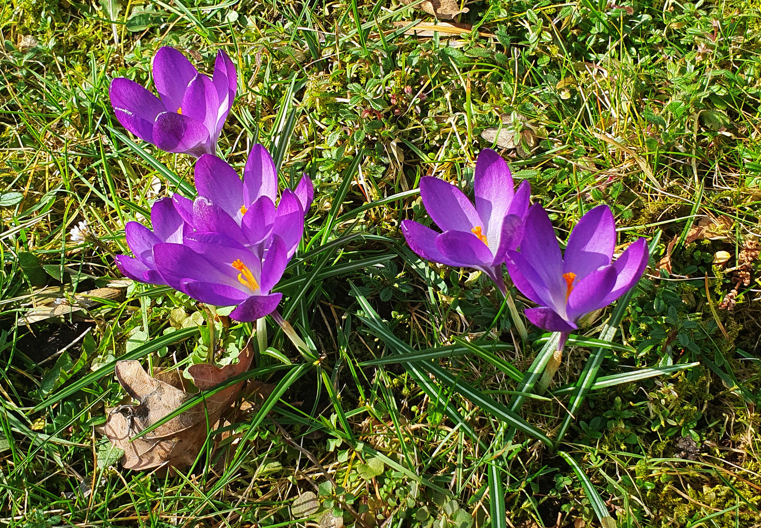 Krokusse Foto & Bild | projekte, 3 - mittwochsblümchen, thementage ...