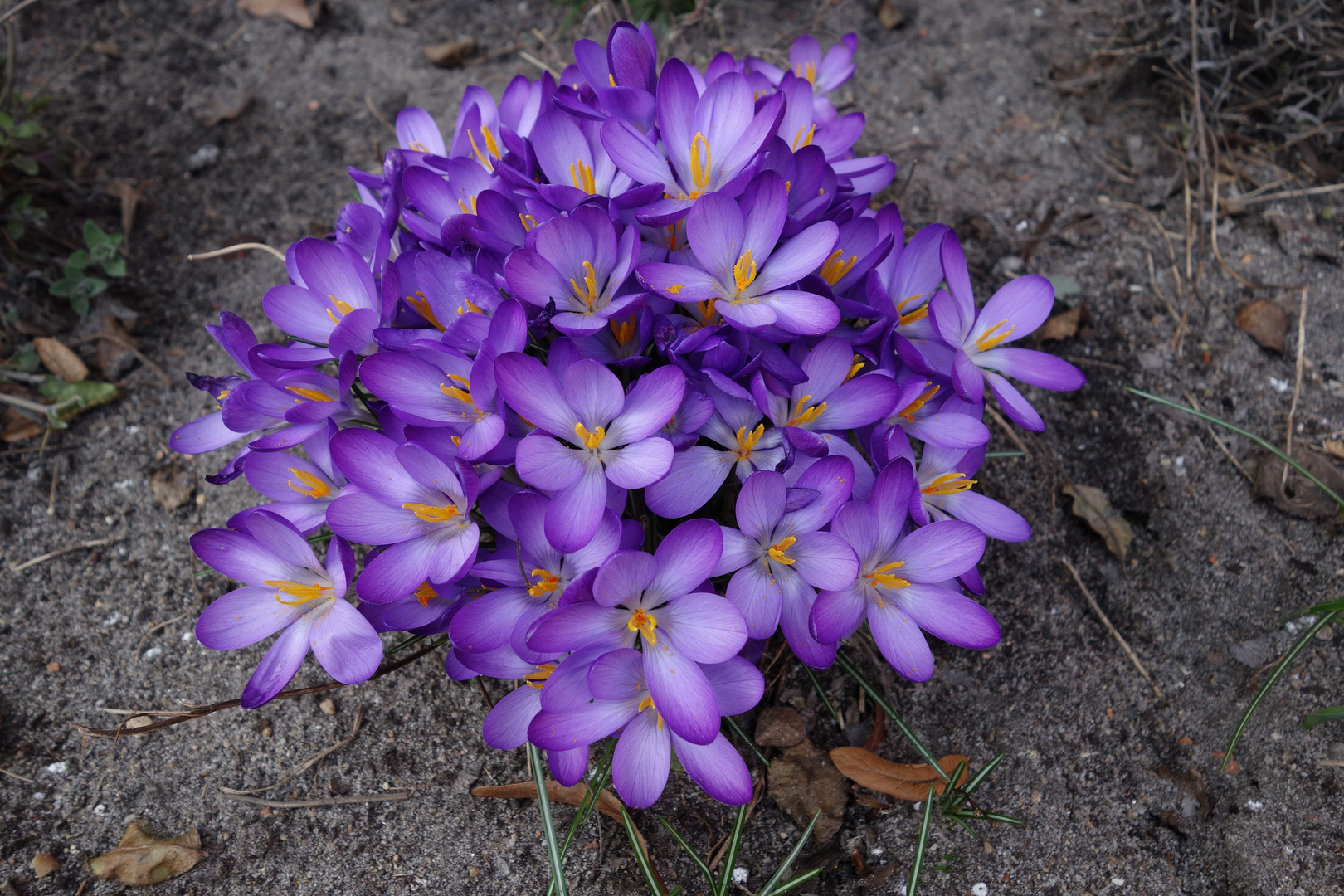 Krokusse Foto & Bild | natur Bilder auf fotocommunity