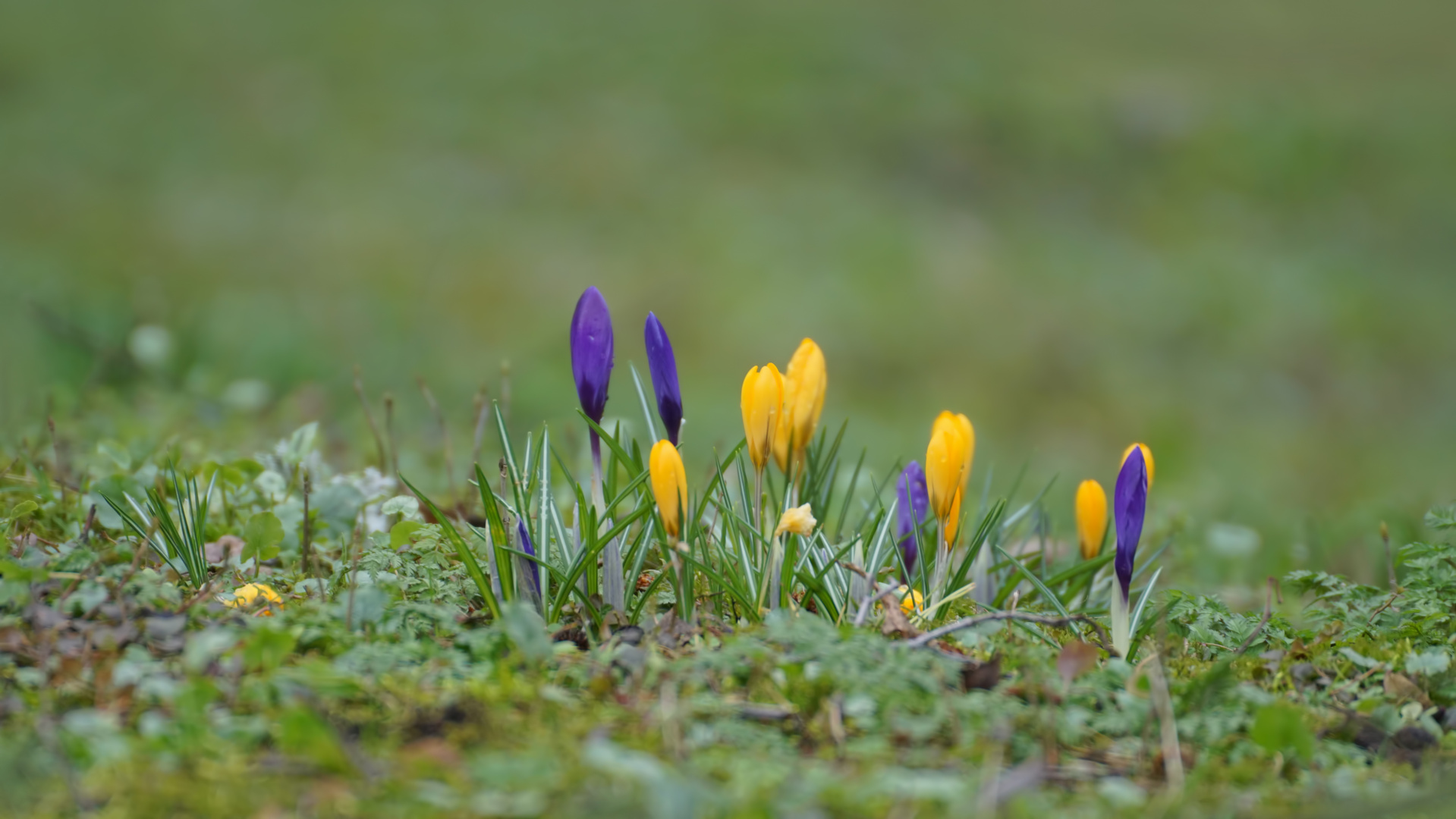 Krokusse Foto & Bild | jahreszeiten, frühling, blumen, pflanzen Bilder ...