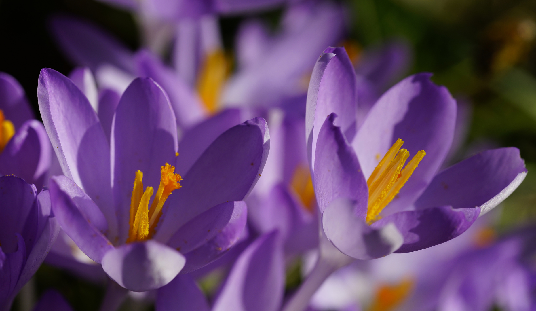 Krokusse. Foto & Bild | outdoor, makro, natur Bilder auf fotocommunity