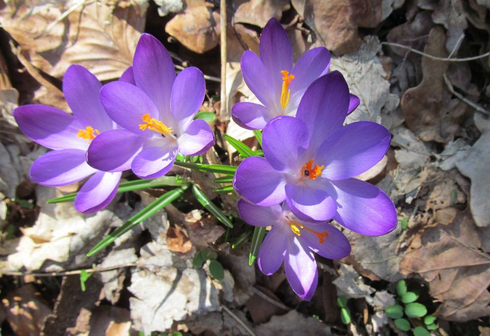 Krokusse ... Foto & Bild | landschaften, outdoor, grün Bilder auf ...