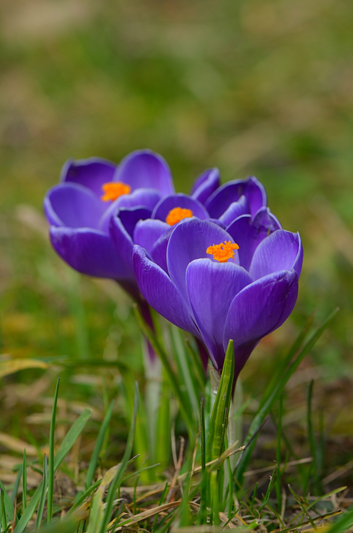Krokusse blau Foto & Bild | jahreszeiten, frühling, natur Bilder auf ...