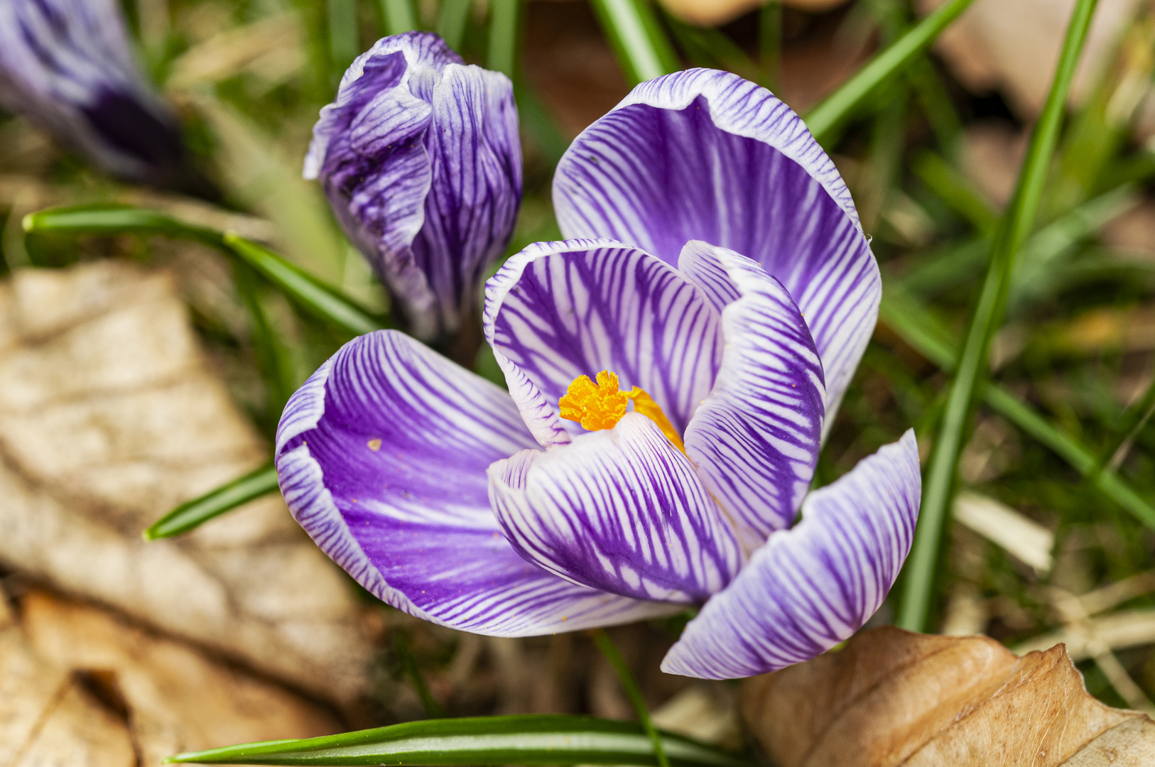 Krokusse Foto & Bild | pflanzen, pilze & flechten, blüten ...