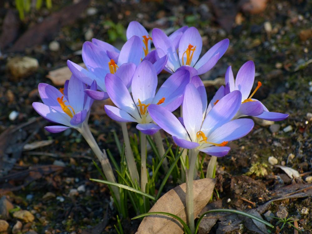 KROKUSSE Foto & Bild | pflanzen, pilze & flechten, blüten ...