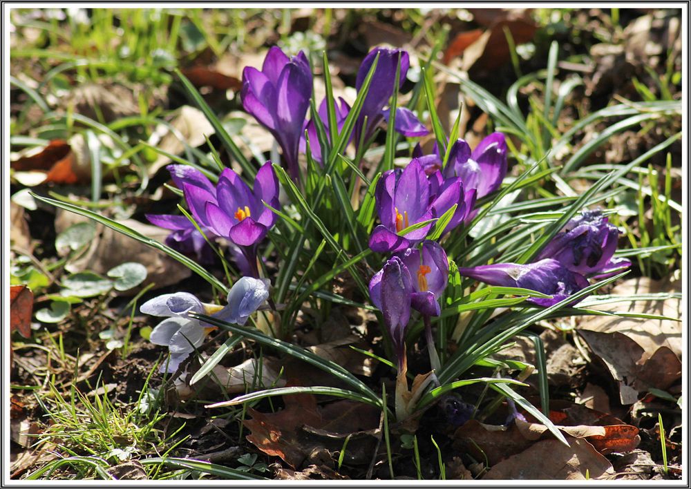 Krokusse Foto & Bild | pflanzen, pilze & flechten, blüten ...