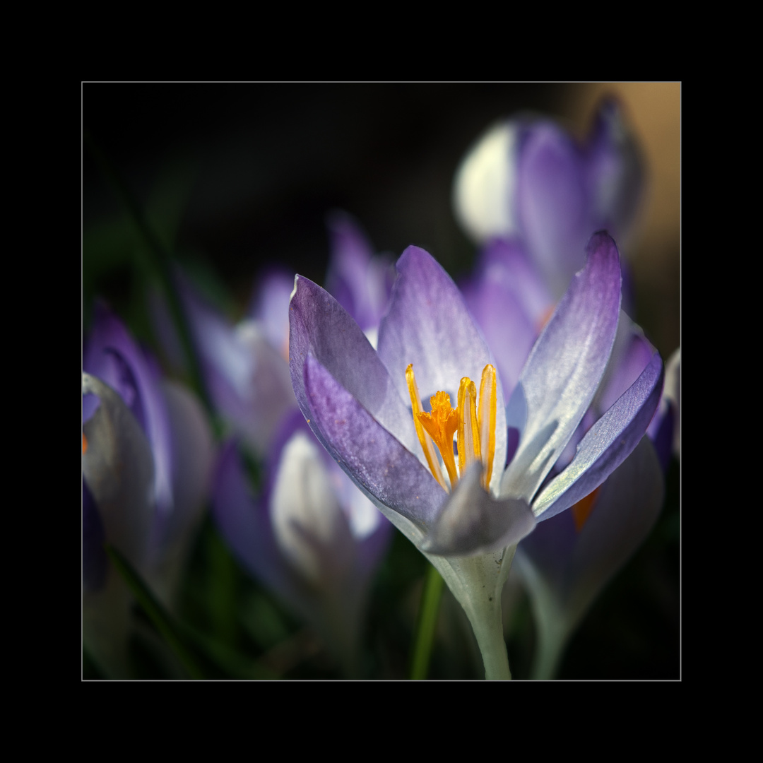 Krokusse Foto & Bild | frühling, natur, jahreszeiten Bilder auf ...