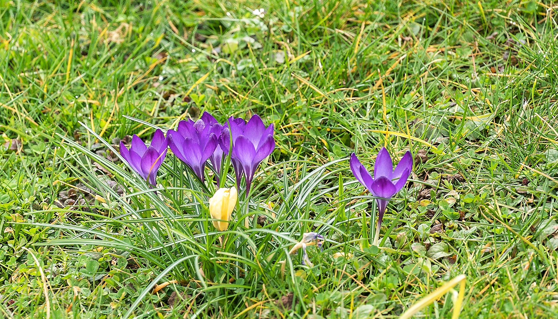 Krokusse Foto & Bild | deutschland, europe, baden- württemberg Bilder ...