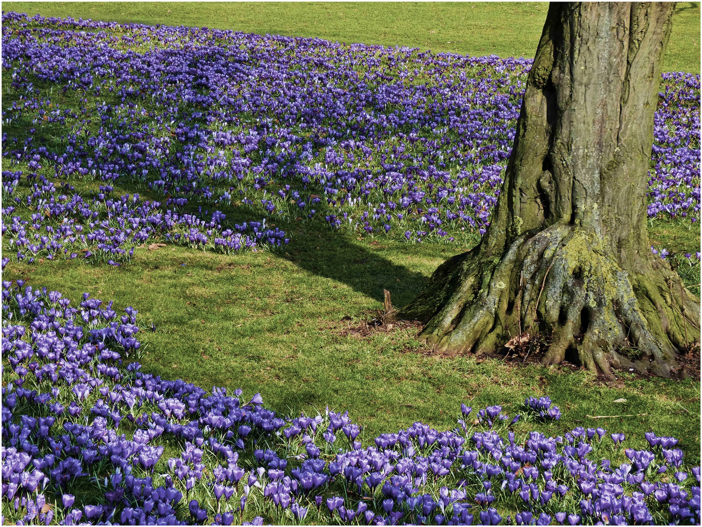 Krokusse im Hofgarten Düsseldorf Foto & Bild | natur, pflanzen, blüten ...