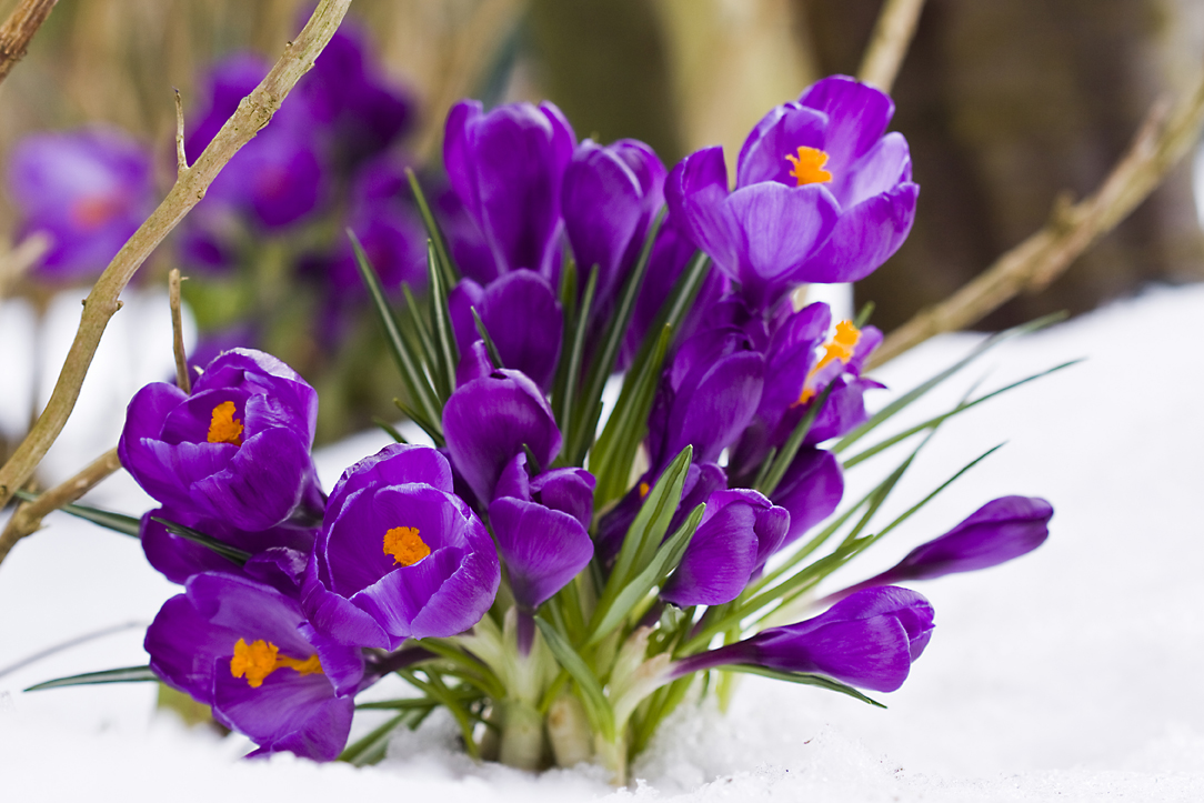 Krokusse im Schnee 1 Foto & Bild | pflanzen, pilze & flechten, blüten ...