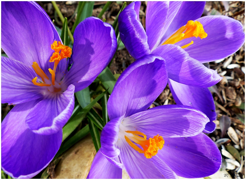 Krokusse im Sonnenlicht , Foto & Bild | jahreszeiten, natur, pflanzen ...