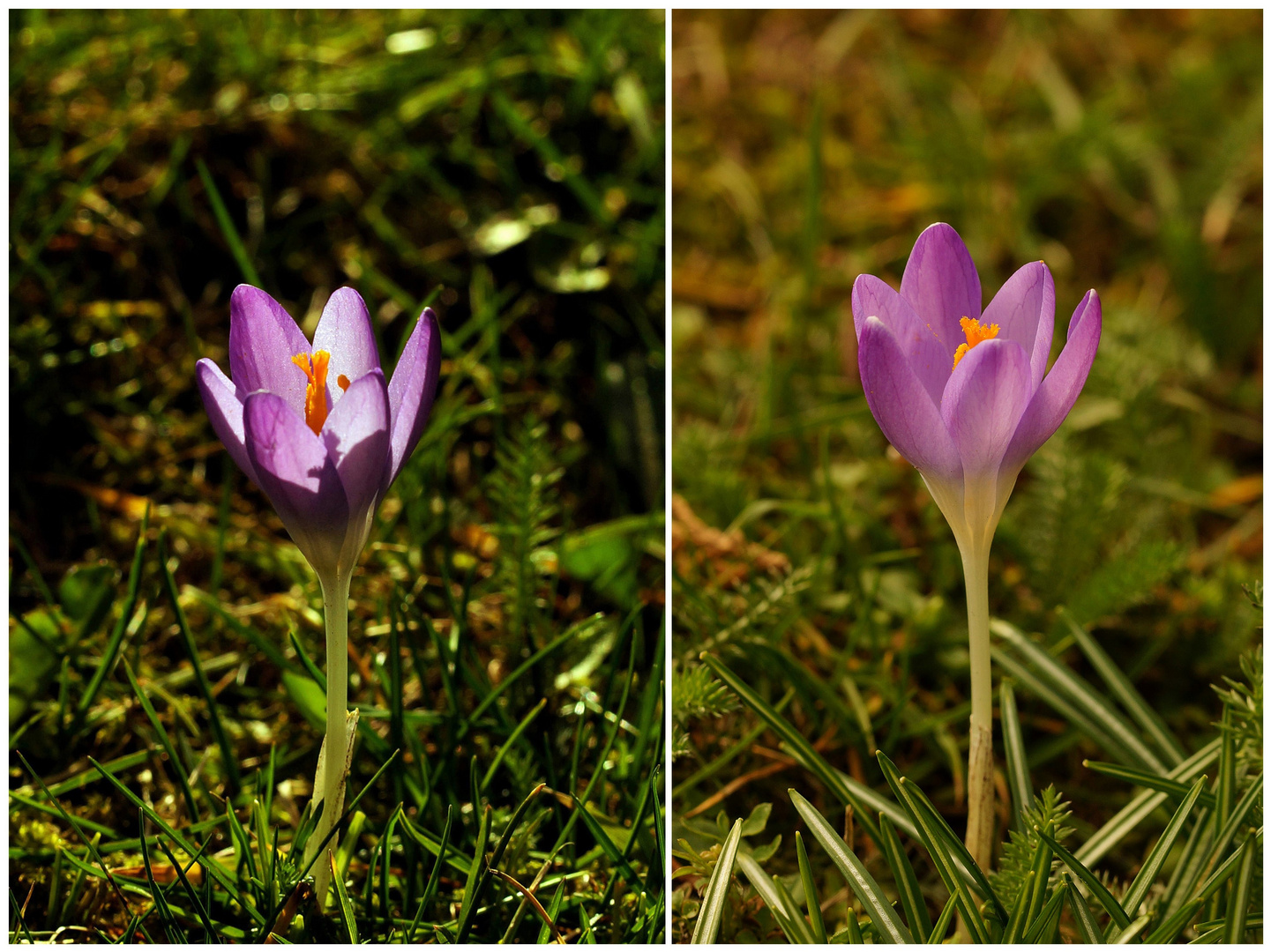 Krokusse im Wandel des Lichtes Foto & Bild | frühling, natur, krokusse ...