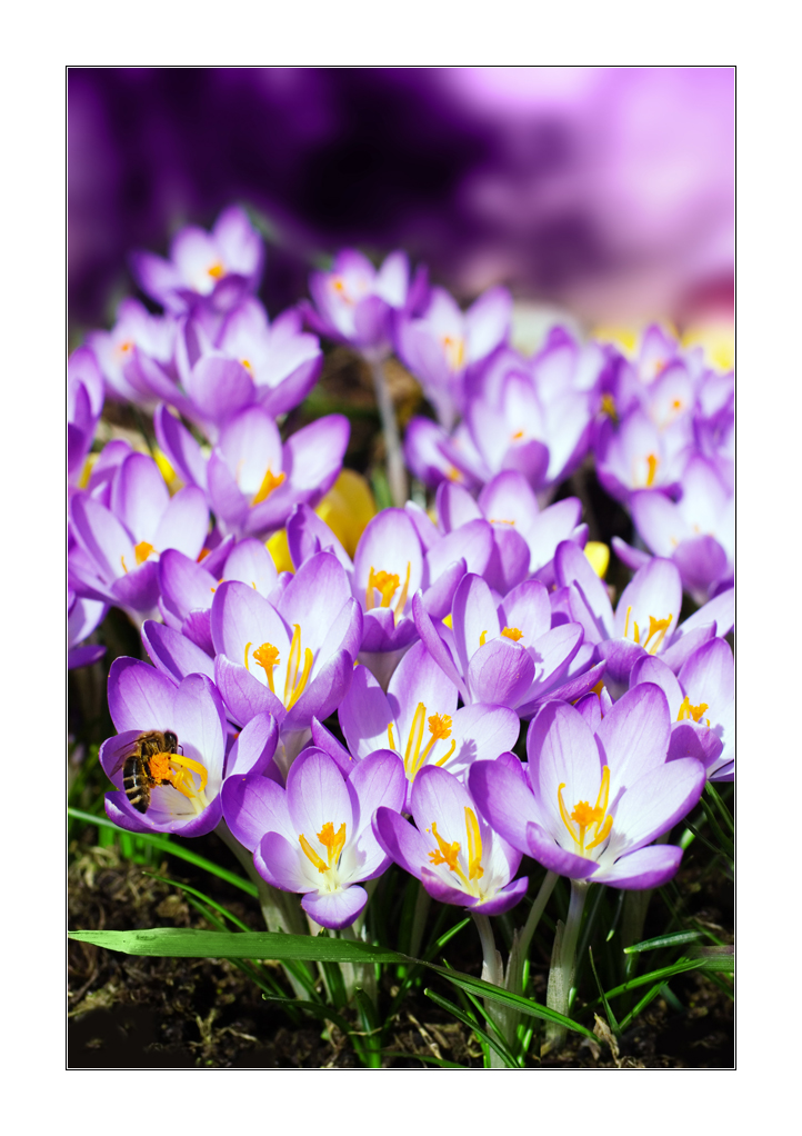 Krokusse mit Biene Foto & Bild | jahreszeiten, frühling, natur Bilder ...