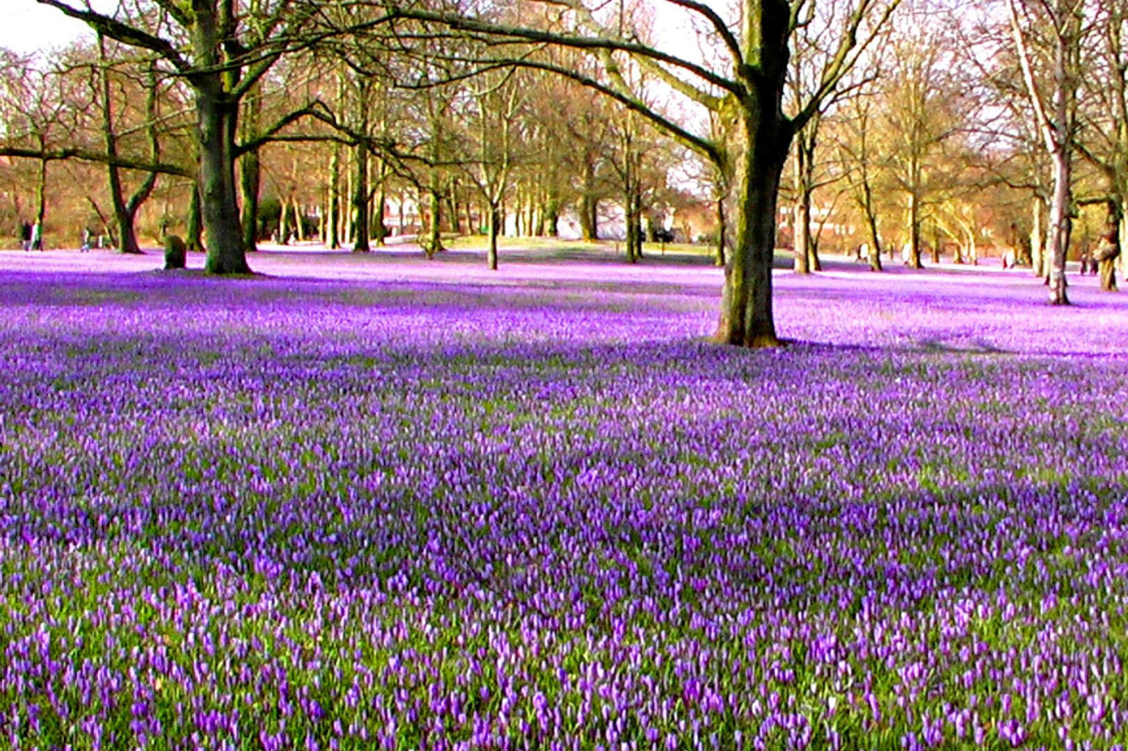 Krokusse - viele, viele Foto & Bild | frühling, natur, krokusse Bilder ...
