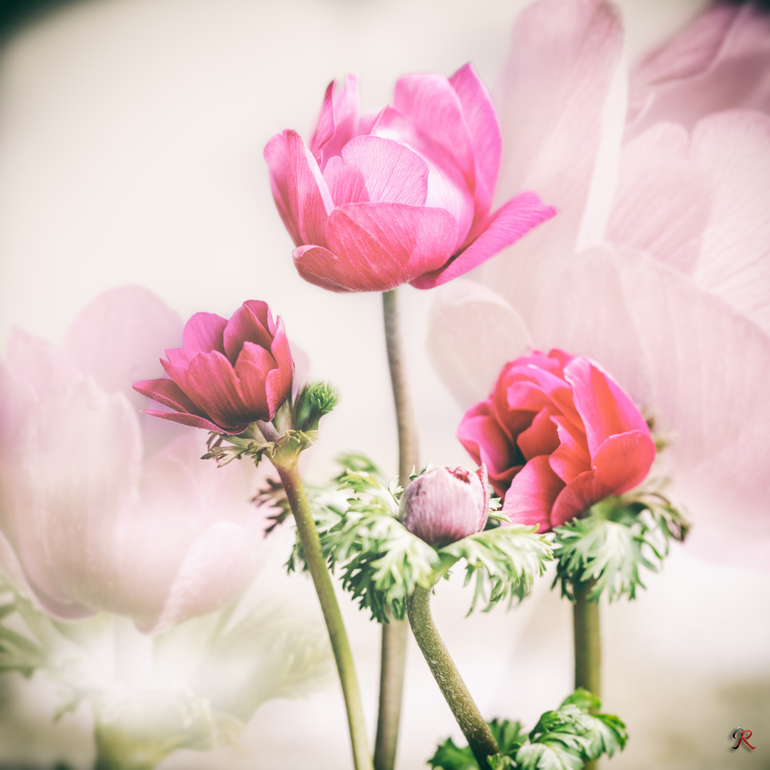 Kronen-Anemonen, die kleinen Schönheiten Foto & Bild | pflanzen, pilze & flechten, blüten ...