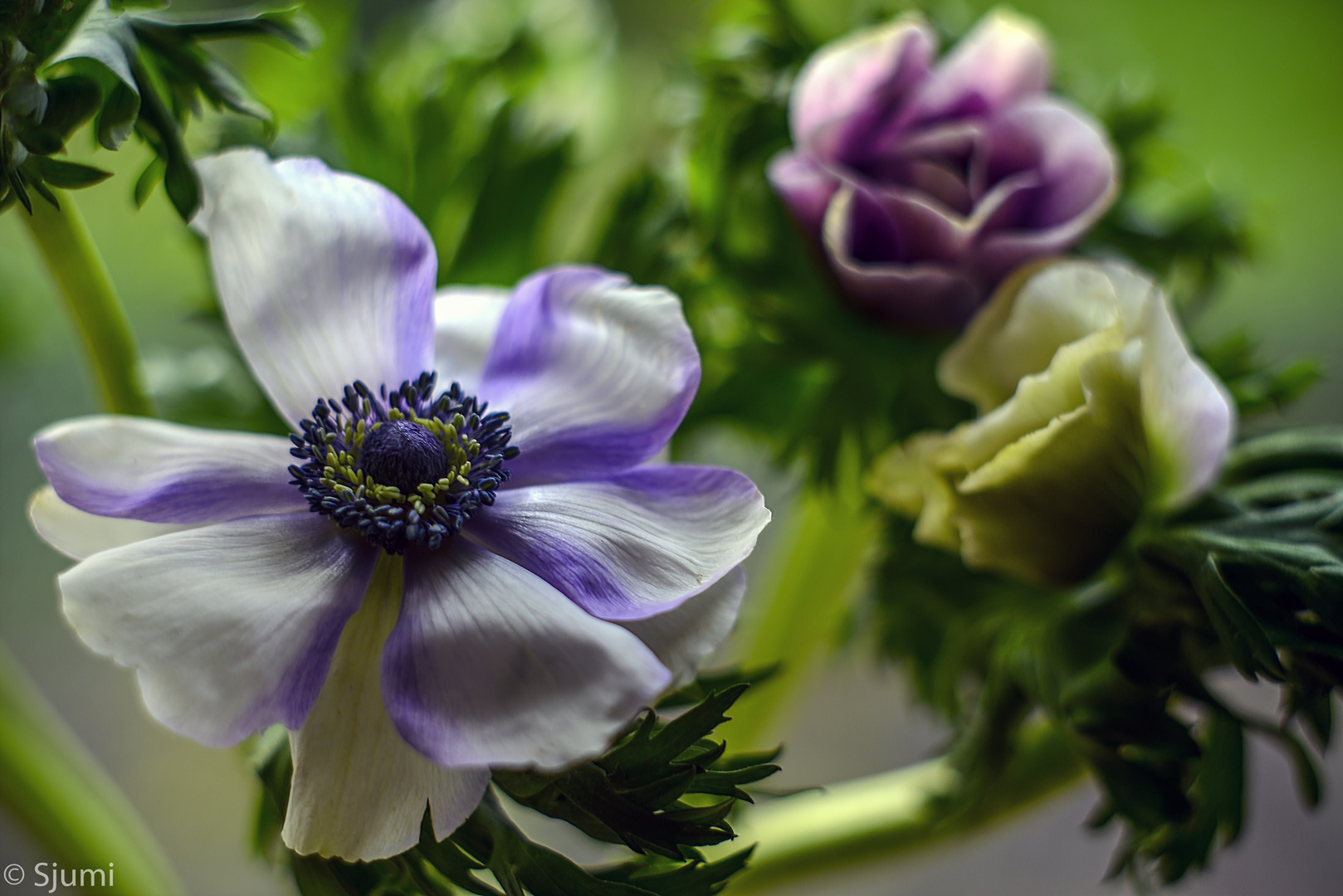 Kronen Anemonen Foto & Bild | stillleben, pflanzen, pilze & flechten, blüten- & kleinpflanzen ...