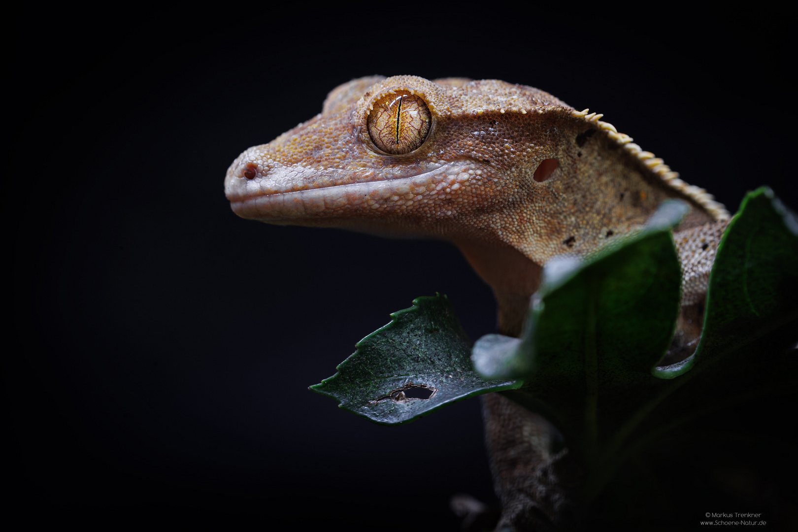 Kronengecko [Correlophus ciliatus} Foto & Bild | tiere, zoo, wildpark ...