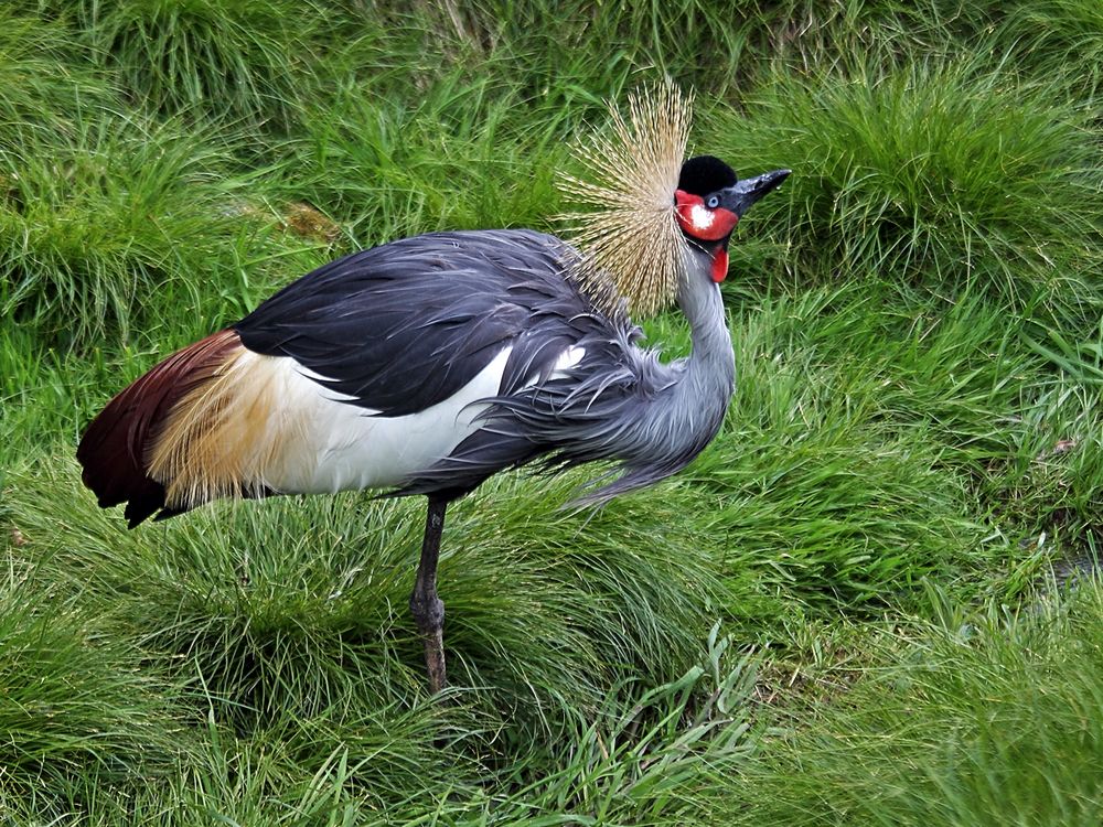 Kronenkranich Foto & Bild | tiere, zoo, wildpark & falknerei, vögel ...
