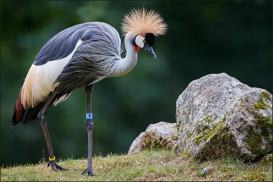 Kronenkranich Foto & Bild | tiere, zoo, wildpark & falknerei, vögel ...