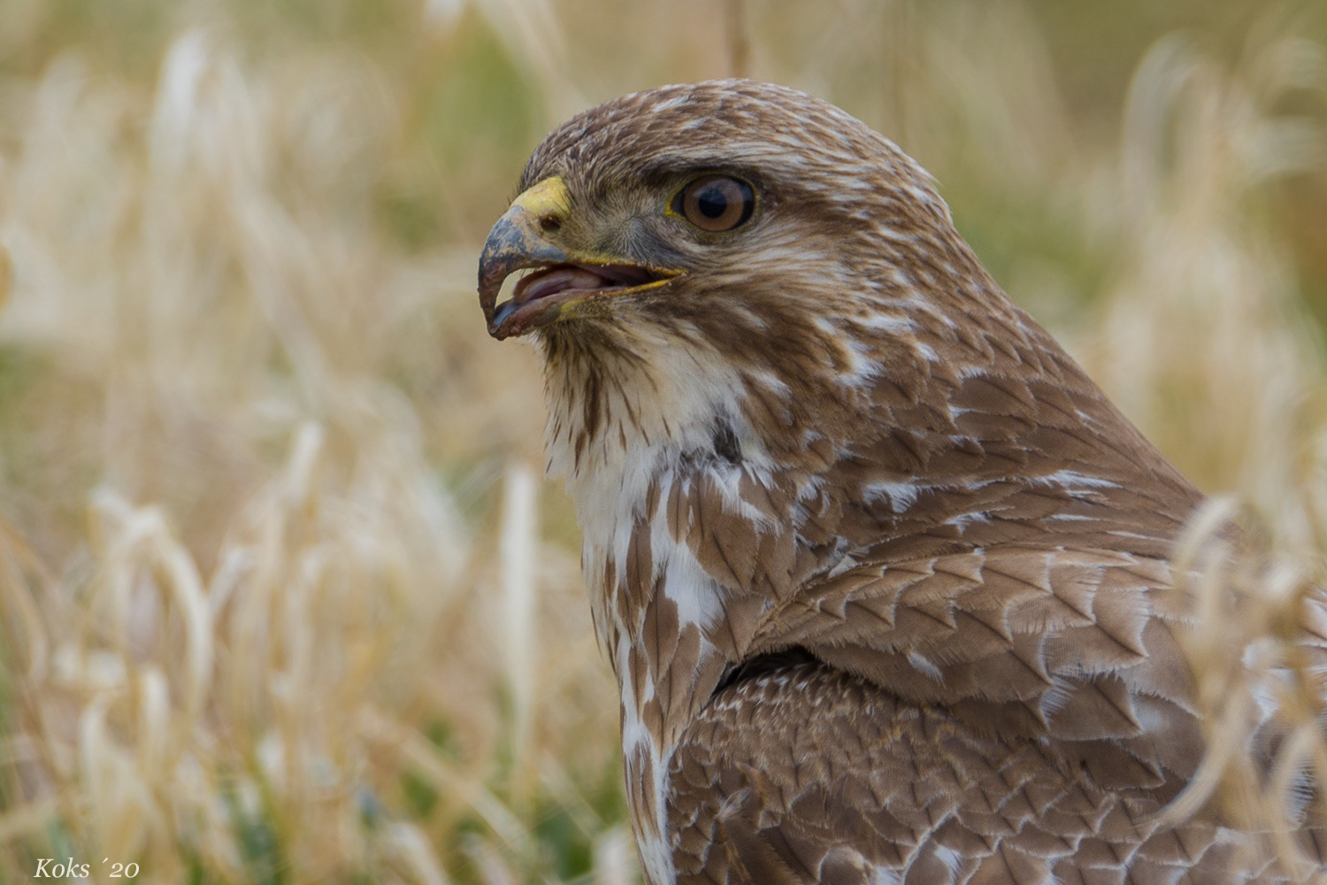 Kropf ist gefüllt Foto & Bild | tiere, wildlife, wild lebende vögel ...