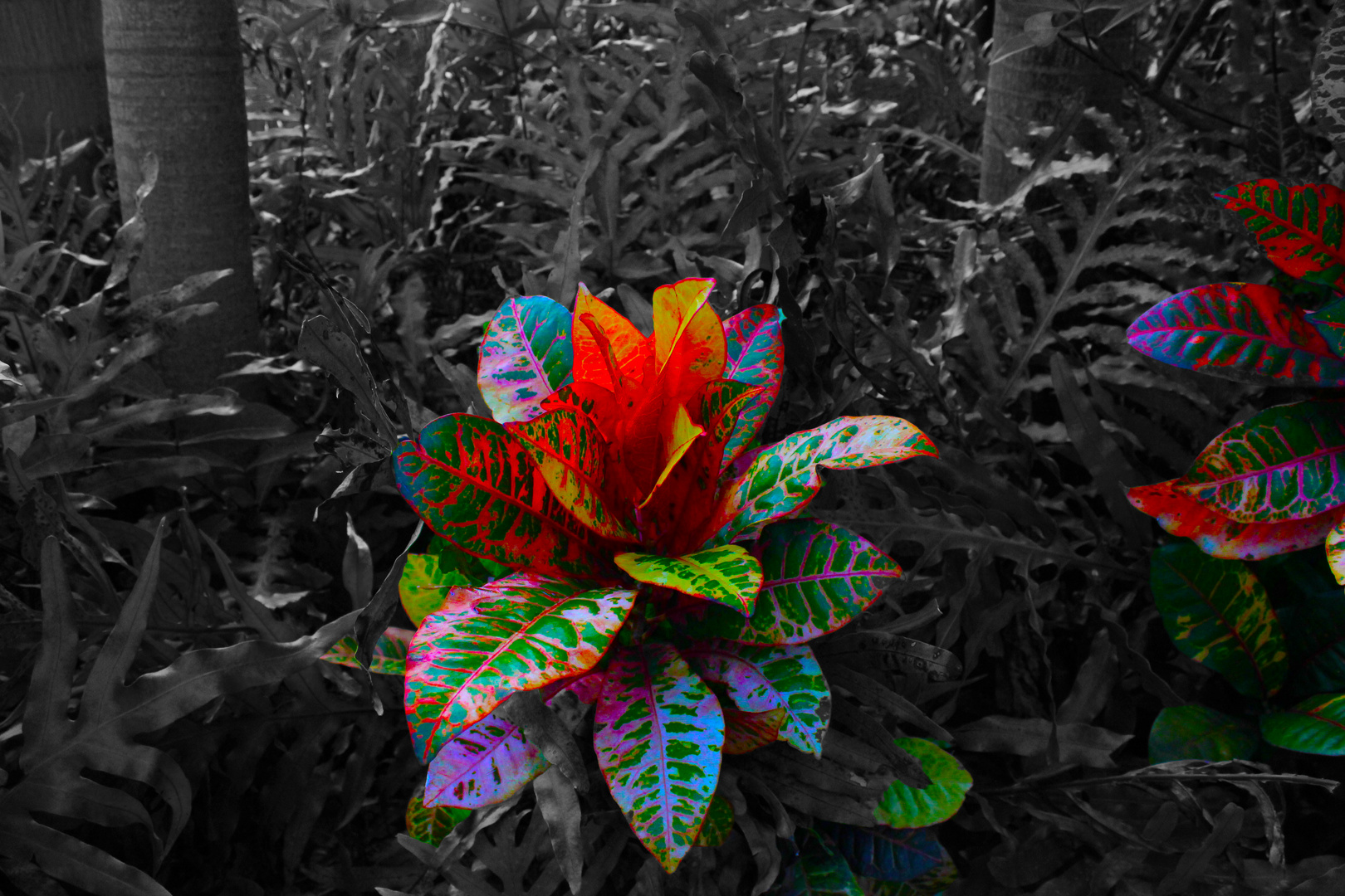 Kroton (Codiaeum variegatum) 3 Foto & Bild | colorkey, bearbeitungs - techniken, darwin Bilder ...