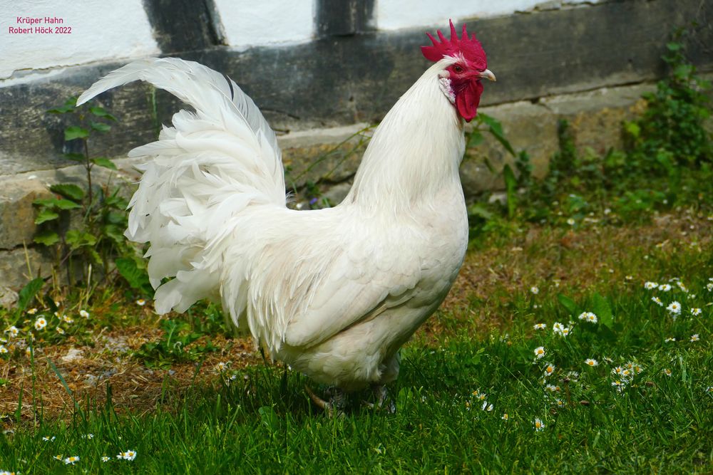 Krüper Hahn Weiß - by Robert Höck 2022 - Dachsshühner, Kriechhühner ...