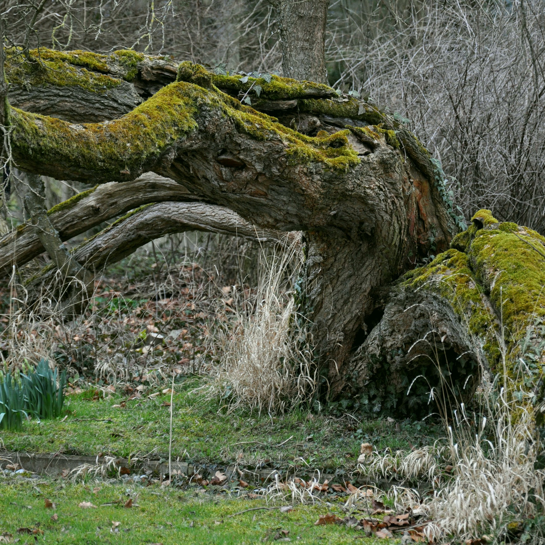 krummer Baum Foto & Bild | pflanzen, pilze & flechten, bäume ...