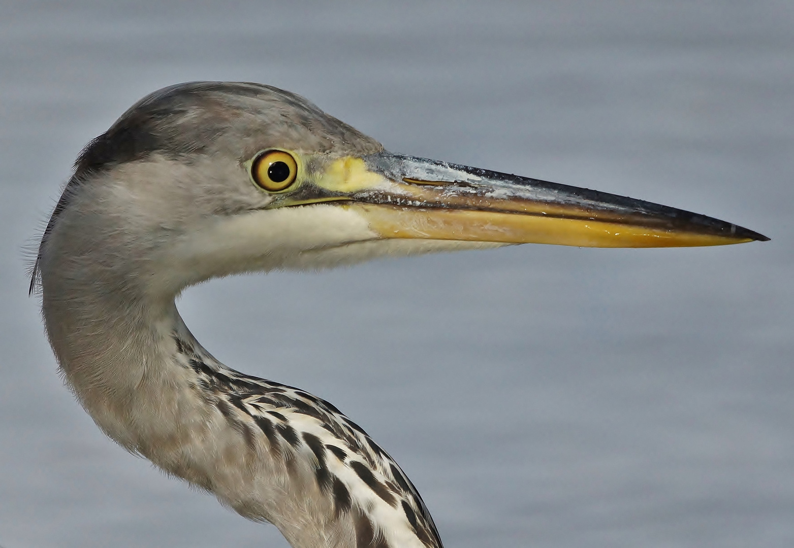 Krummer Hals Foto & Bild | natur-kreativ, natur Bilder auf fotocommunity