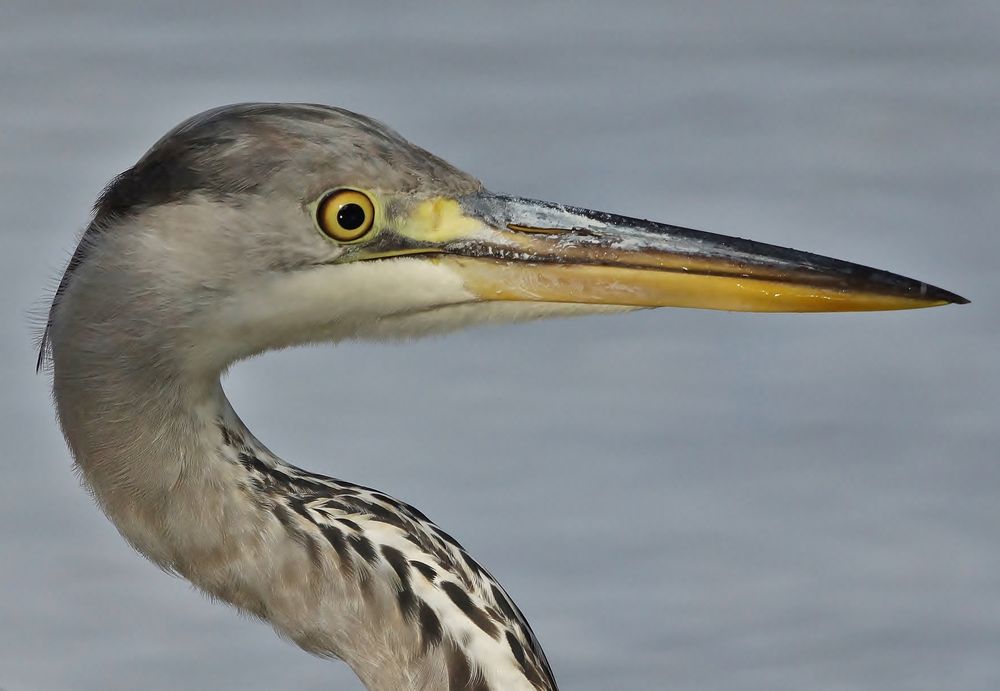 Krummer Hals Foto & Bild | natur-kreativ, natur Bilder auf fotocommunity