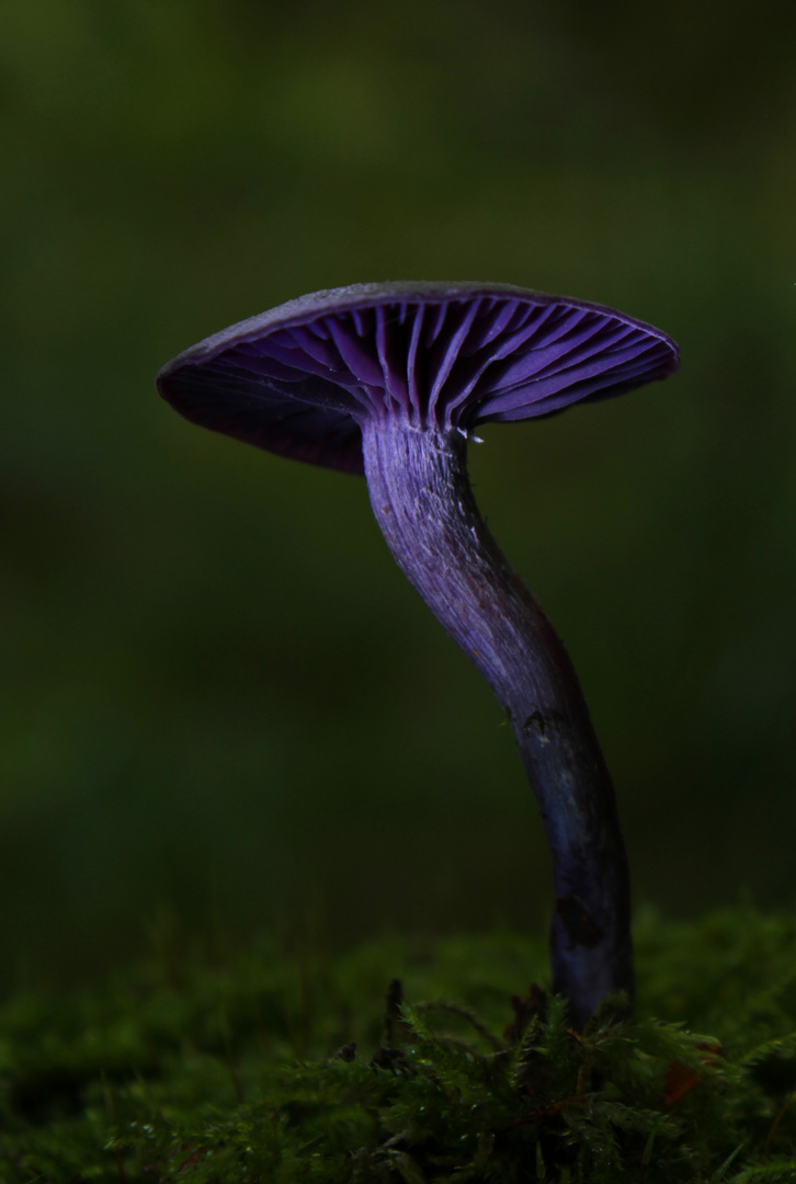 krummer junge :-) Foto & Bild | pflanzen, pilze & flechten, pilze ...