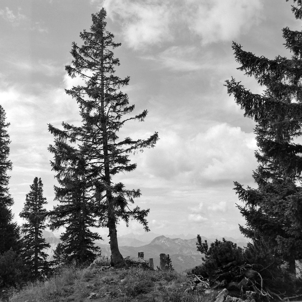 Krummholz Foto & Bild | s-w, mittelformat, rolleiflex Bilder auf ...