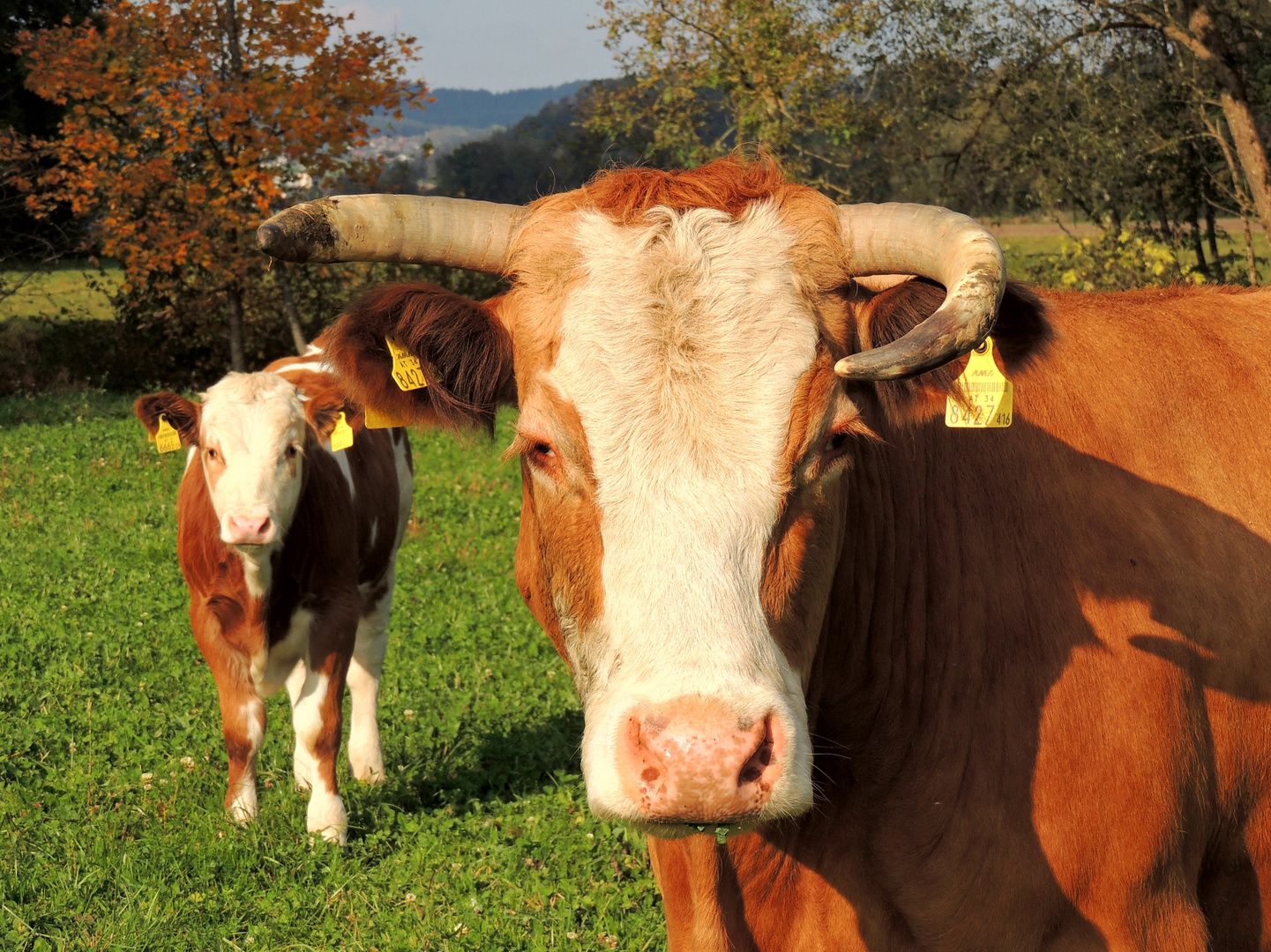 Krummhorn Foto & Bild | natur, tiere, haustiere Bilder auf fotocommunity