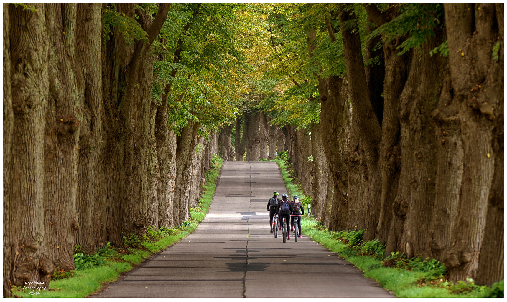 - Krumminer Allee - Foto & Bild | world, bäume, natur Bilder auf ...