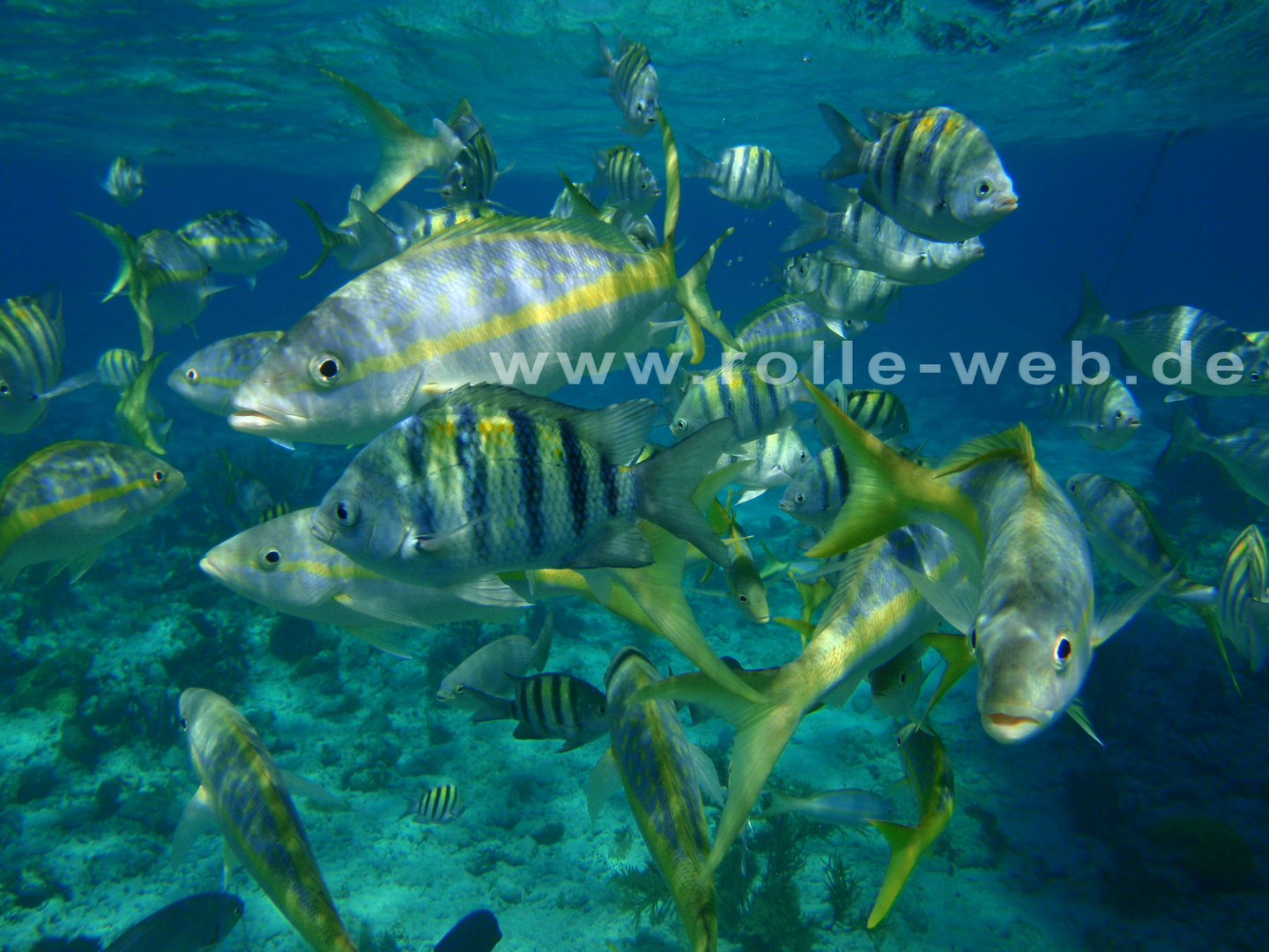 Kuba - Tauchen im Riff Foto & Bild | tiere, wildlife, fische Bilder auf ...